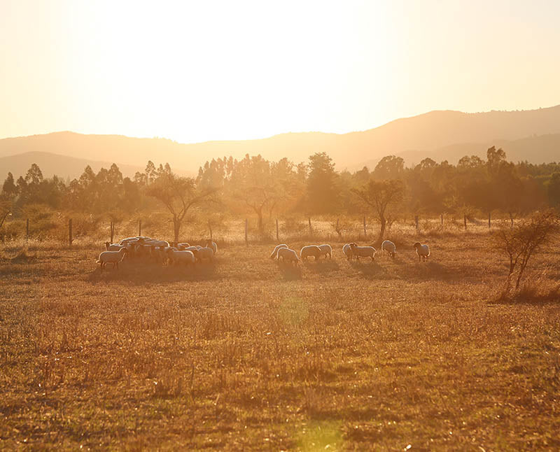 Chile | heritagebyhand